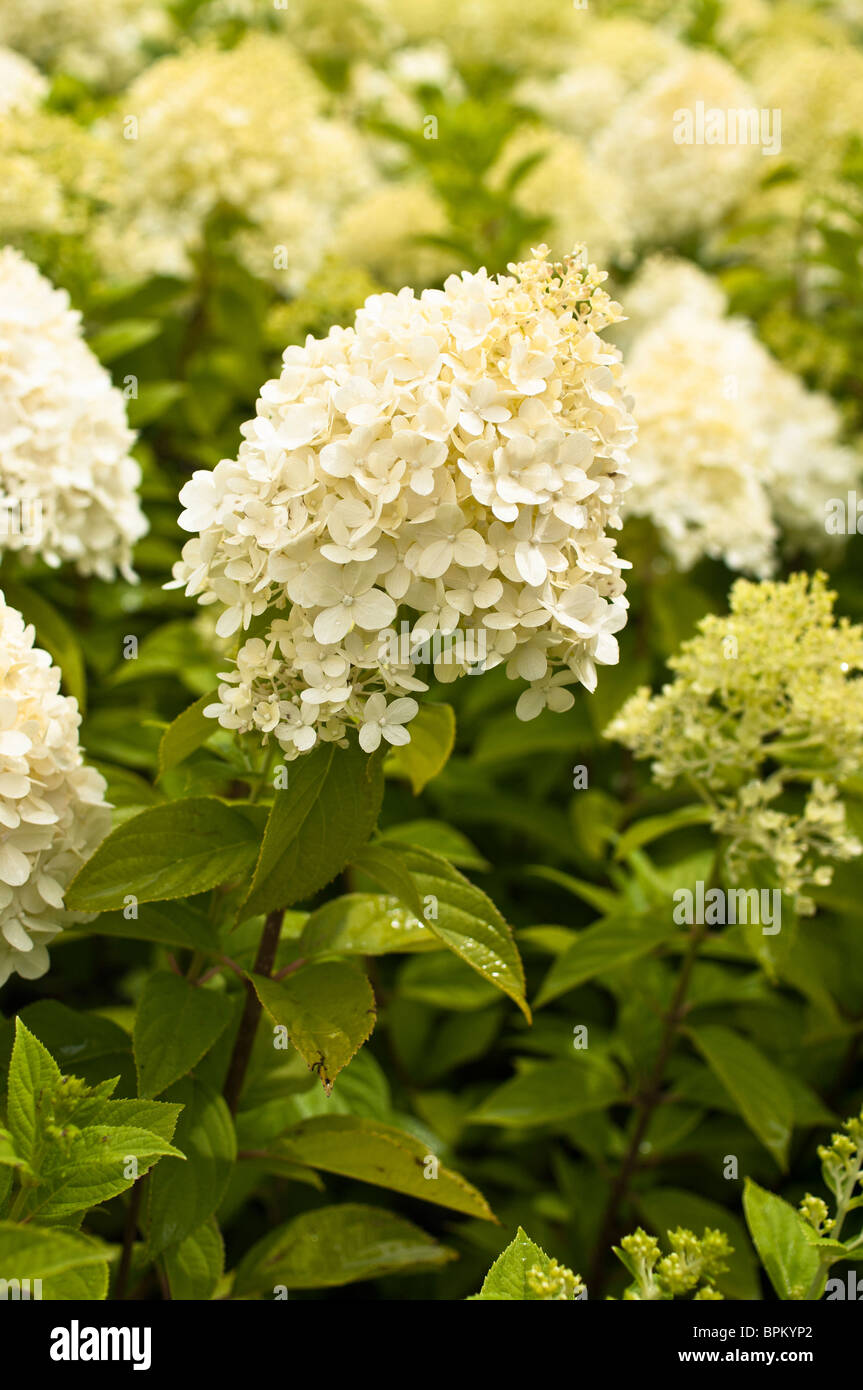 Hydrangea paniculata limelight -Fotos und -Bildmaterial in hoher ...