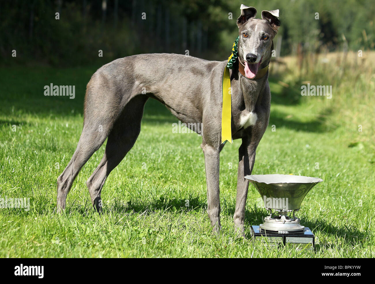 Racing greyhound -Fotos und -Bildmaterial in hoher Auflösung – Alamy