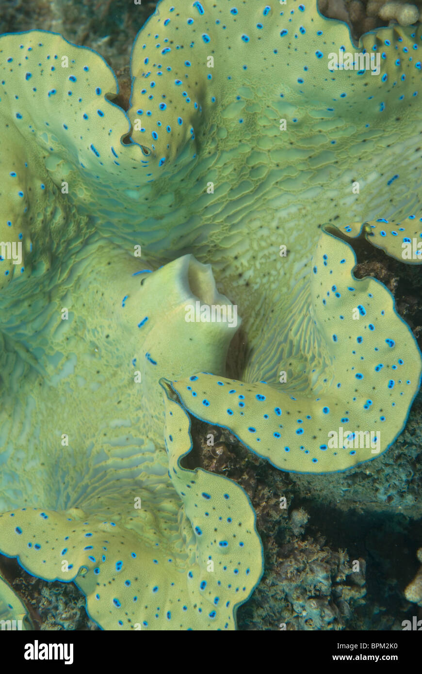 Riesenmuschel tridacna gigas -Fotos und -Bildmaterial in hoher ...