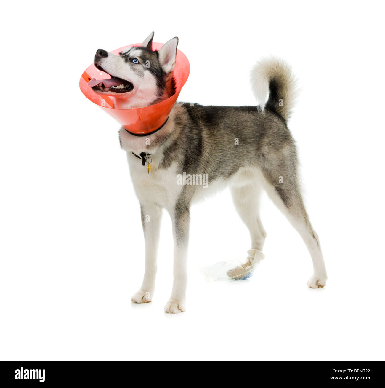 Kragen isoliert -Fotos und -Bildmaterial in hoher Auflösung – Alamy