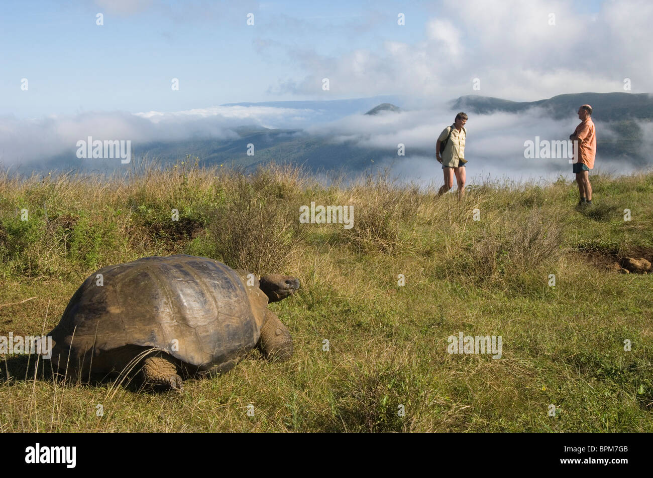 Tui de roy -Fotos und -Bildmaterial in hoher Auflösung – Alamy