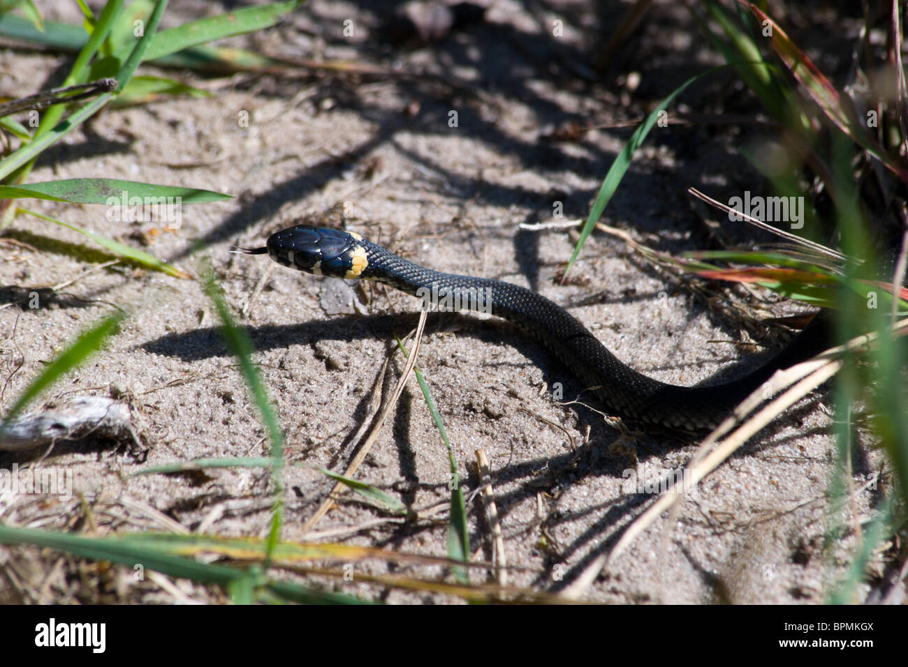Die Ringelnatter (Natrix Natrix) in der wilden Natur Stockfotografie ...