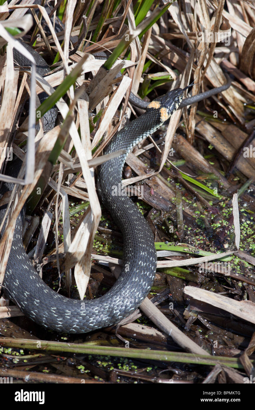 Die Ringelnatter (Natrix Natrix) in der wilden Natur Stockfotografie ...