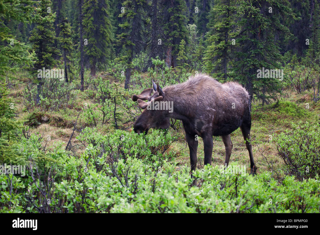 Elch attraktion -Fotos und -Bildmaterial in hoher Auflösung – Alamy