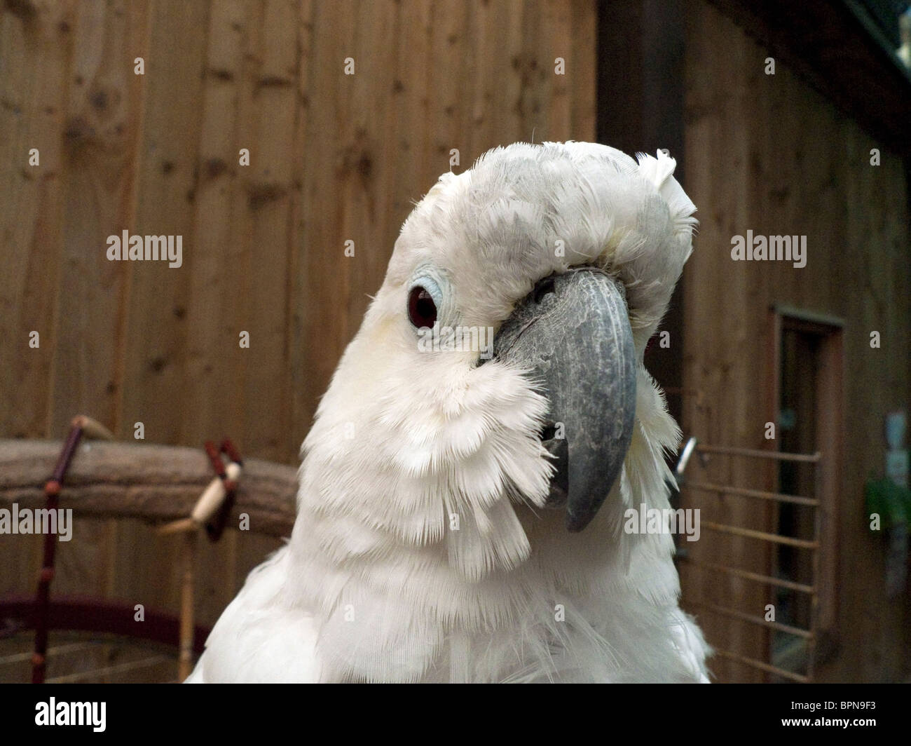 Papagei sprechen -Fotos und -Bildmaterial in hoher Auflösung – Alamy