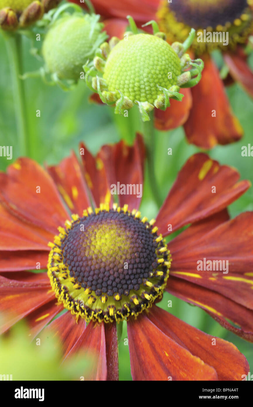 Helenium hybride -Fotos und -Bildmaterial in hoher Auflösung – Alamy