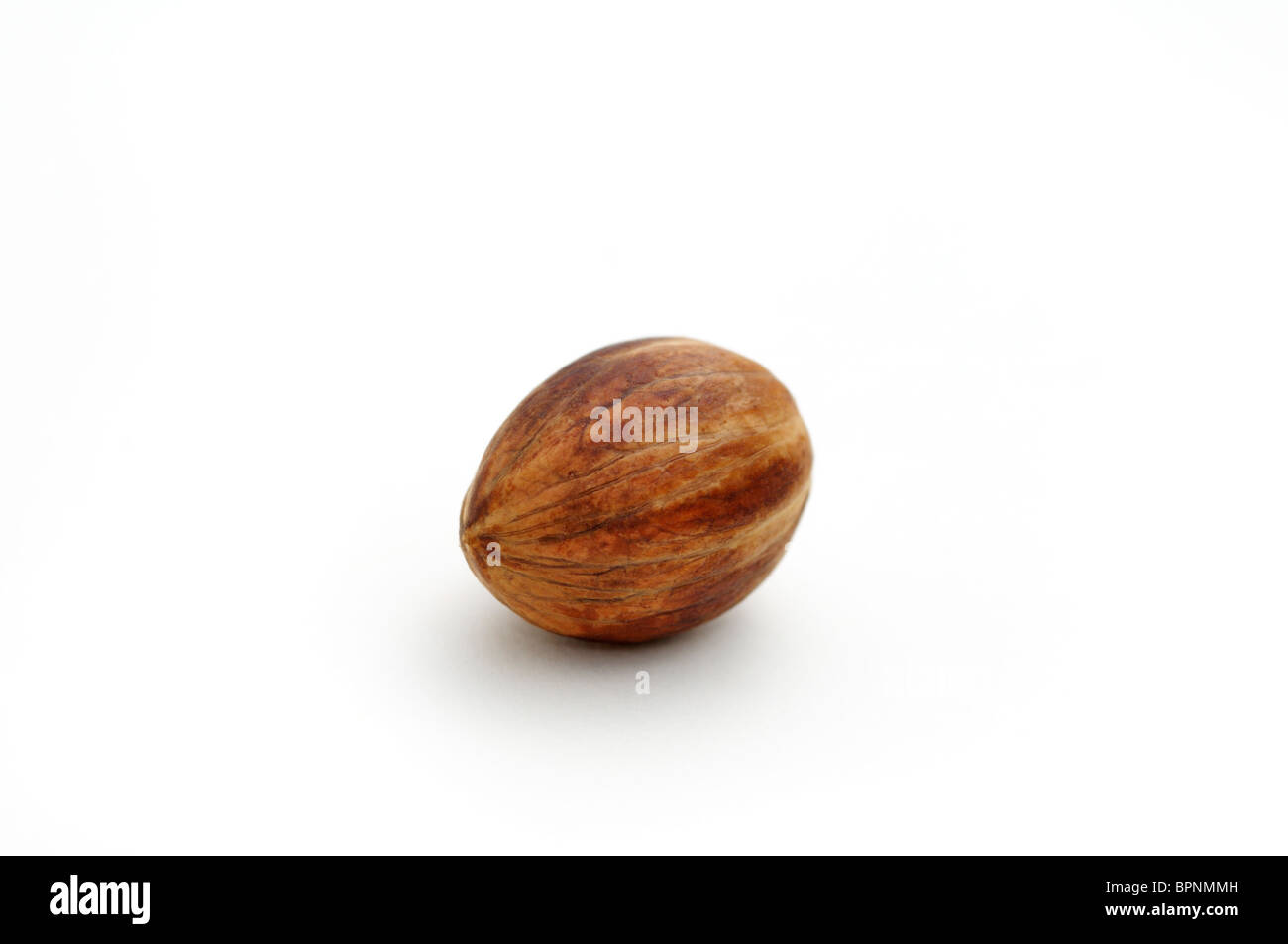 Samen aus Chectnut Eiche, Quercus Prinus oder Quercus Montana. Das ...