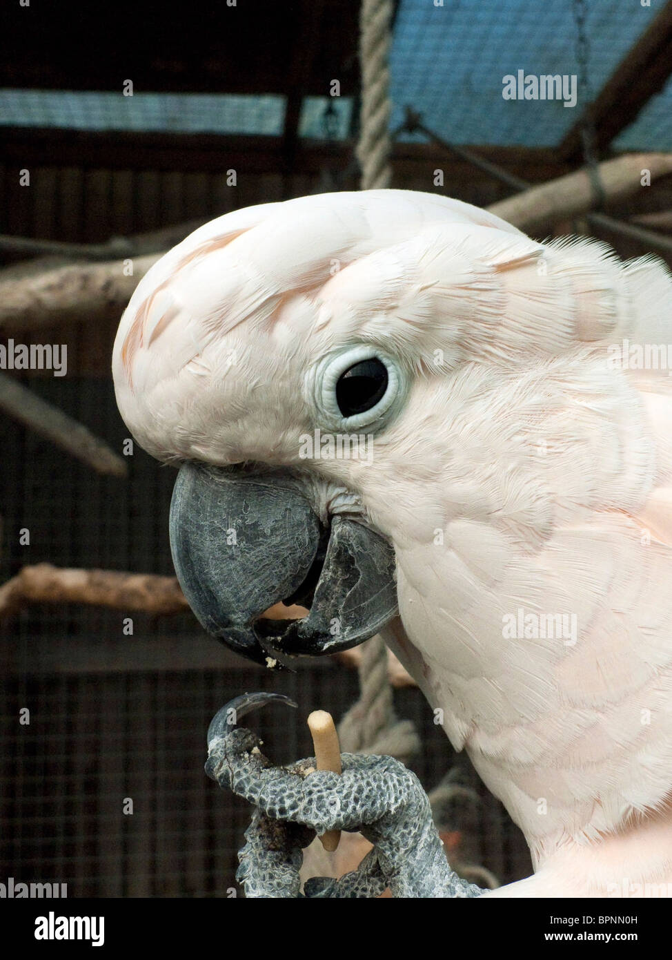 Papagei domestic -Fotos und -Bildmaterial in hoher Auflösung – Alamy