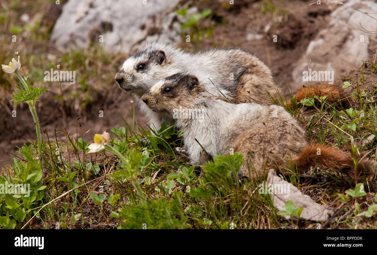 Zwei grauhaarige murmeltiere marmota caligata -Fotos und -Bildmaterial in hoher Auflösung – Alamy
