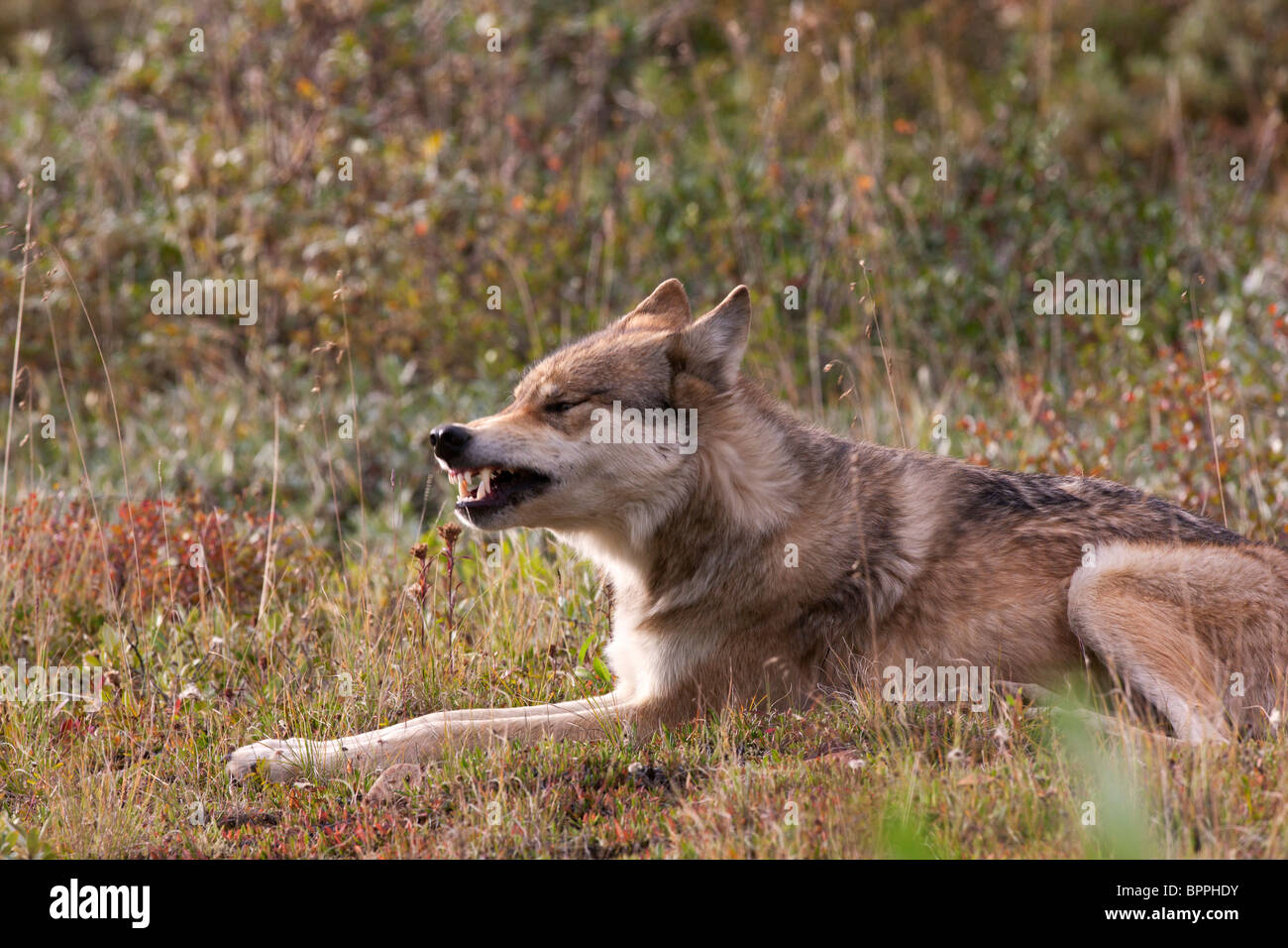Denali wolf -Fotos und -Bildmaterial in hoher Auflösung – Alamy