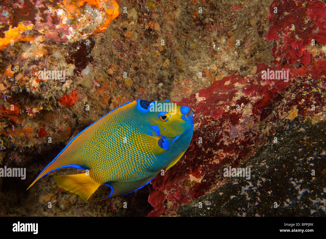 Kaiserfisch Kaiserfisch Stockfotos und -bilder Kaufen - Alamy
