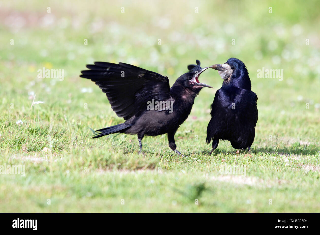 Rook corvus frugilegus young rook -Fotos und -Bildmaterial in hoher ...