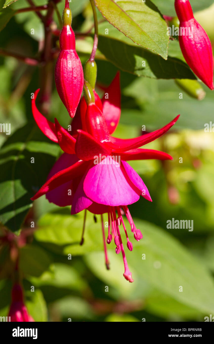 Rosa fuchsia blume -Fotos und -Bildmaterial in hoher Auflösung – Alamy