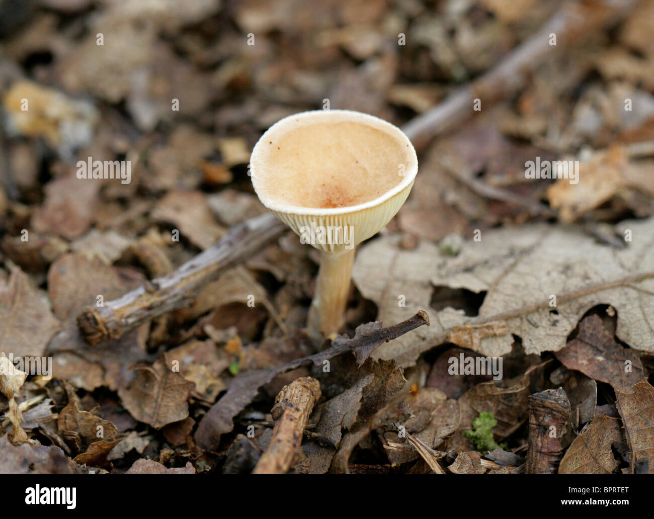 Gemeinsamen Trichter Pilz Clitocybe Gibba Tricholomataceae Teil 1