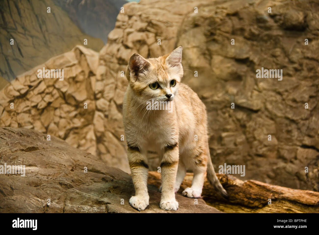 Felis margarita -Fotos und -Bildmaterial in hoher Auflösung – Alamy