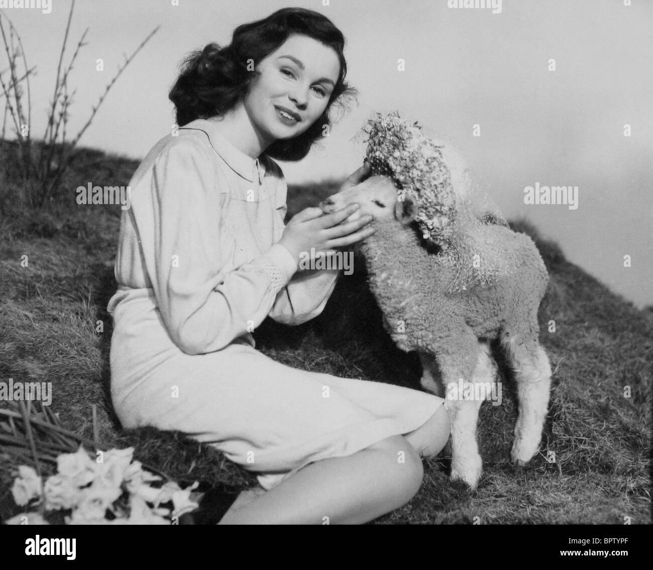 Lamm sitzend Schwarzweiß-Stockfotos und -bilder - Alamy