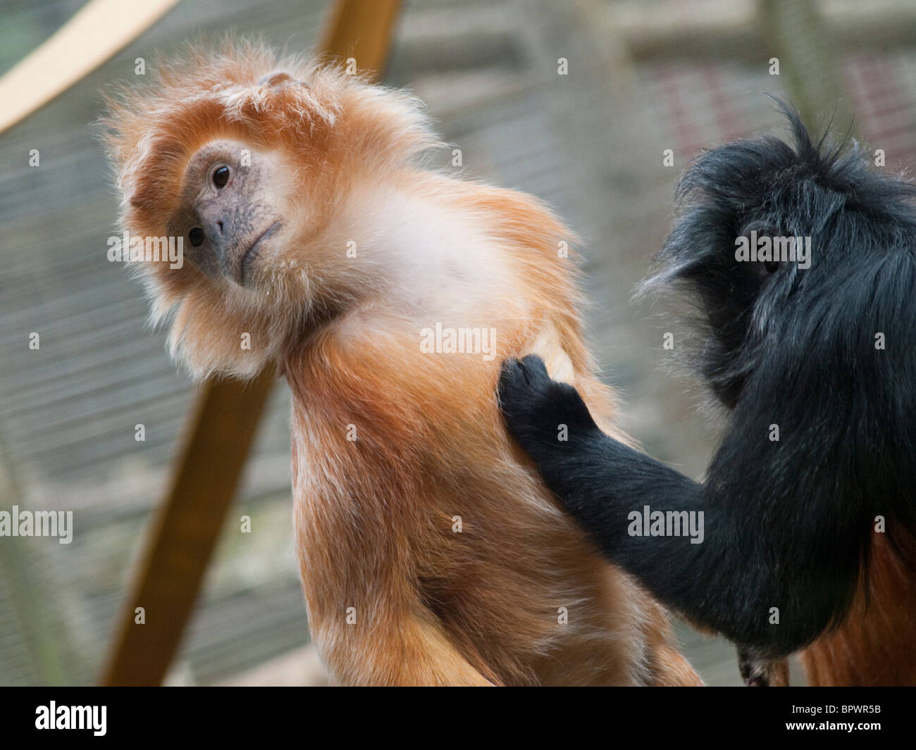 Javan lutung -Fotos und -Bildmaterial in hoher Auflösung – Alamy