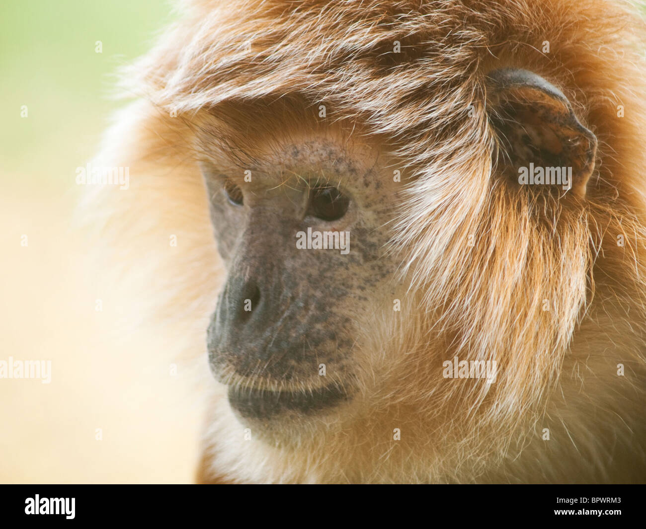 Langur affe javan lutung -Fotos und -Bildmaterial in hoher Auflösung ...