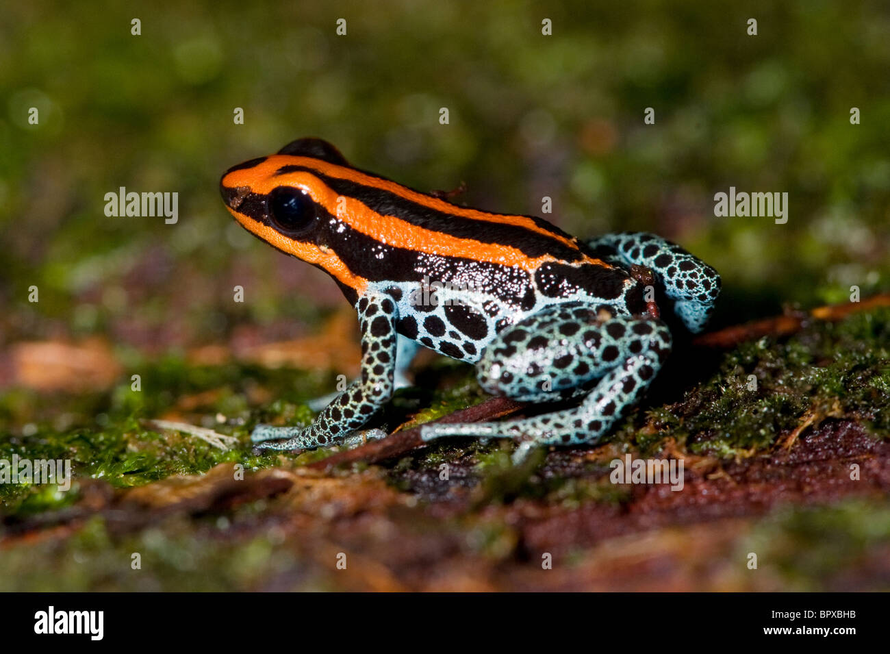 Pfeilgiftfrosch im Amazonas, Peru Arten Dendrobates Reticulatus ...