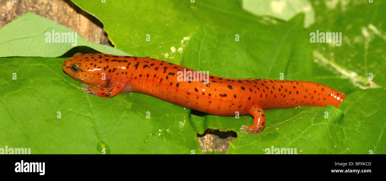 Red salamander -Fotos und -Bildmaterial in hoher Auflösung – Alamy