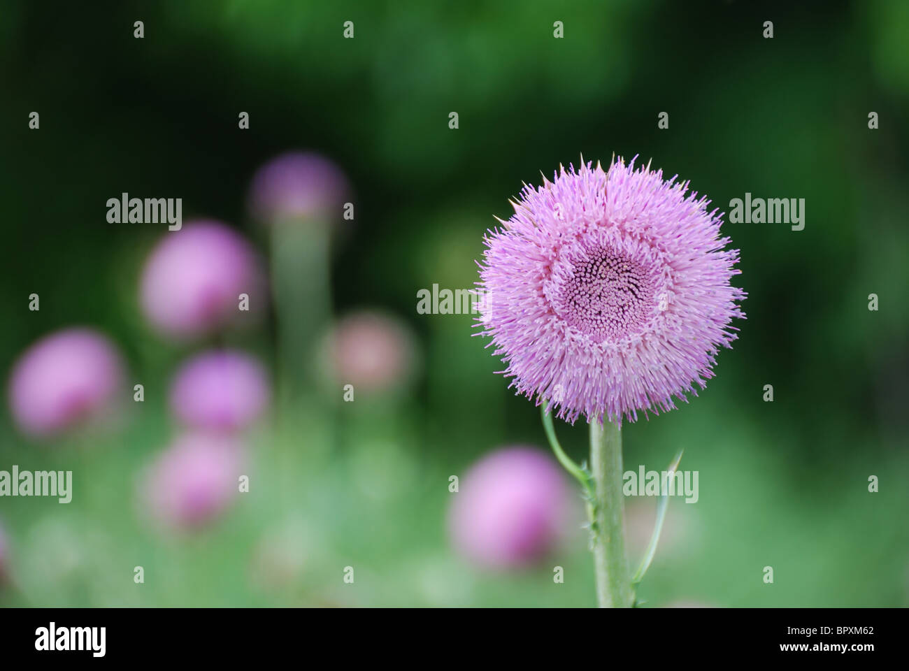 Pink thistle -Fotos und -Bildmaterial in hoher Auflösung – Alamy