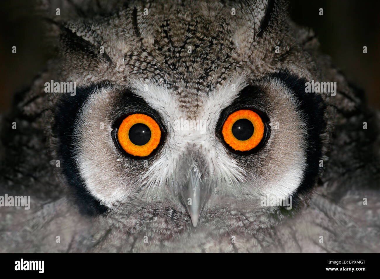 Owl face -Fotos und -Bildmaterial in hoher Auflösung – Alamy