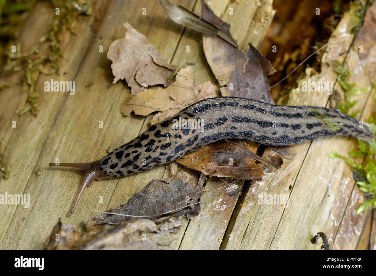 Riesiger Garten Slug - gefleckte Leopard Slug - große graue Schnecke ...