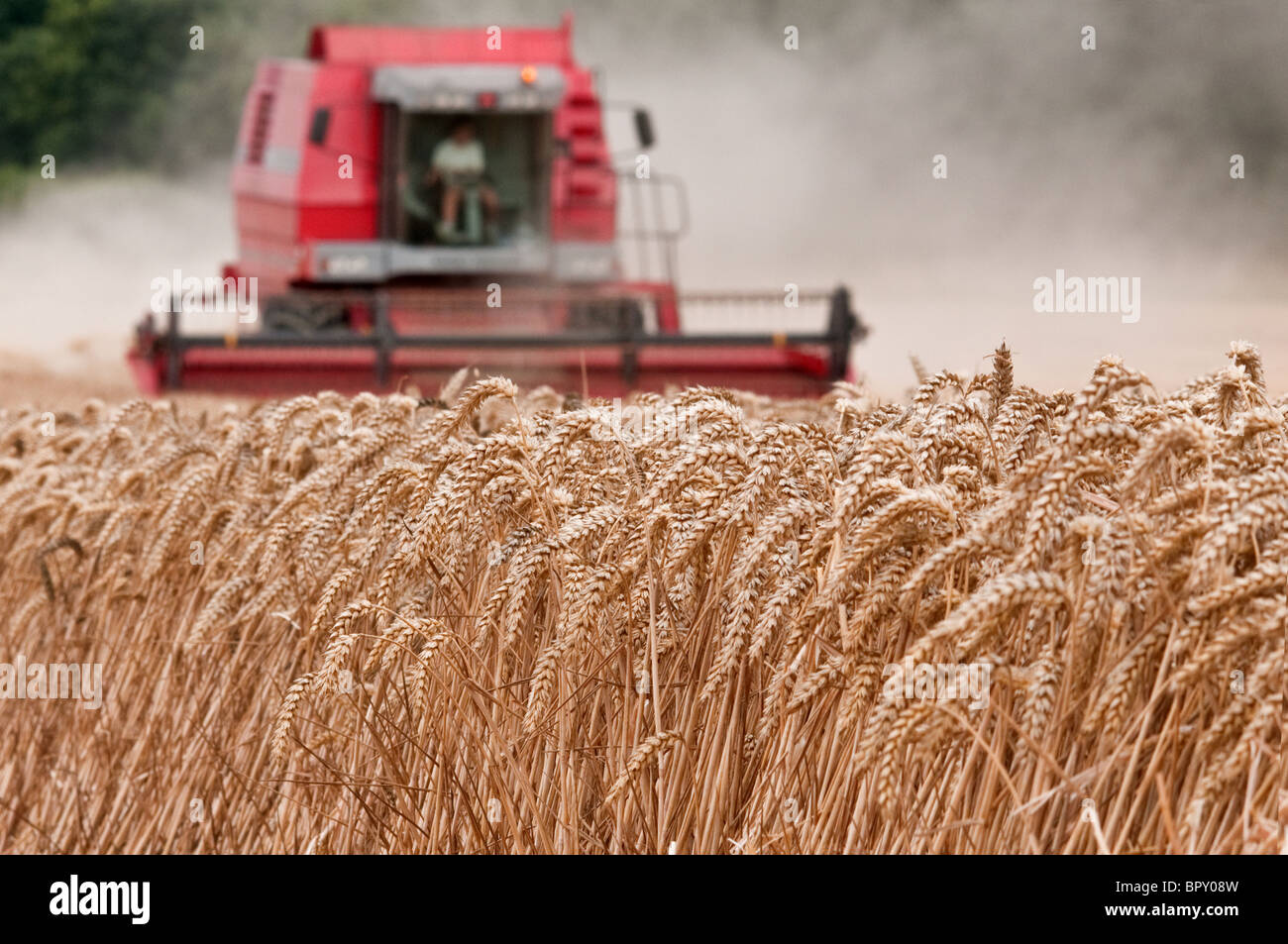 Mahlen von hafer -Fotos und -Bildmaterial in hoher Auflösung – Alamy