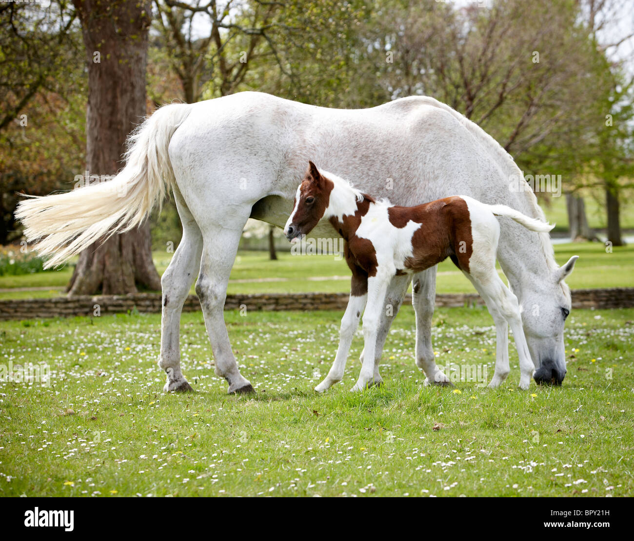 Pferde Feldfohlen Mutter Stute Gras Pferd Stockfotografie - Alamy