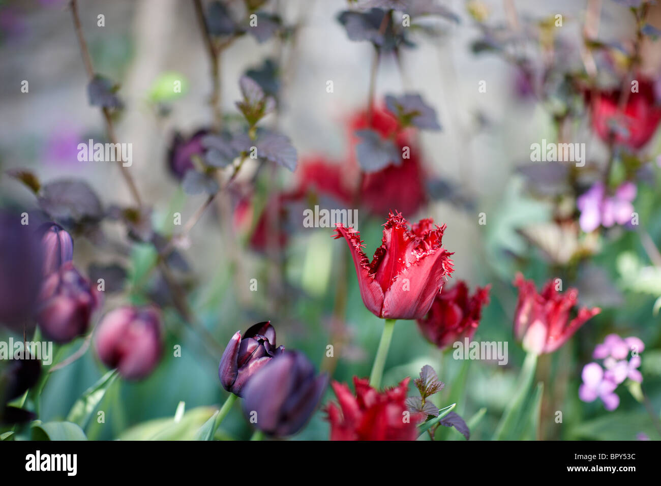 Dunkelrotes laub -Fotos und -Bildmaterial in hoher Auflösung – Alamy