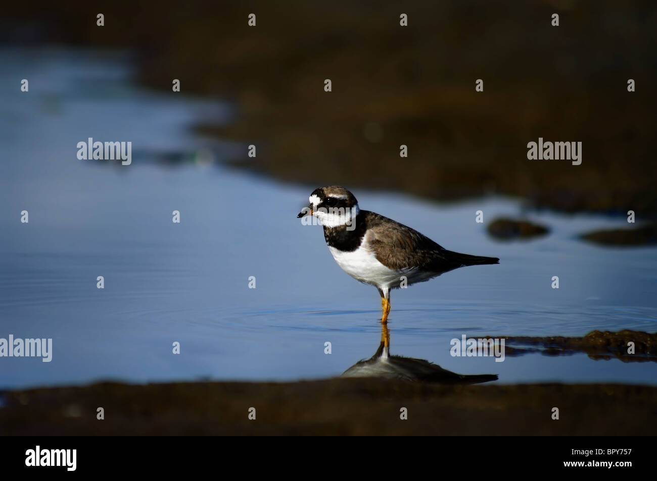 Gemeinsamen Flussregenpfeifer Regenpfeifer Tierwelt Azoren Borrelho ...