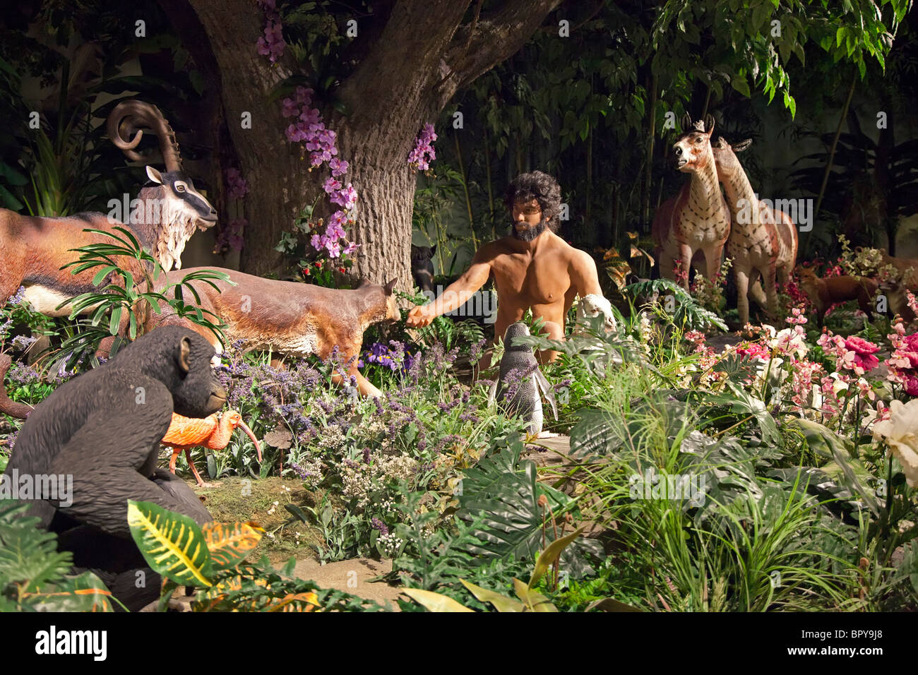 Paradise creation animals -Fotos und -Bildmaterial in hoher Auflösung – Alamy