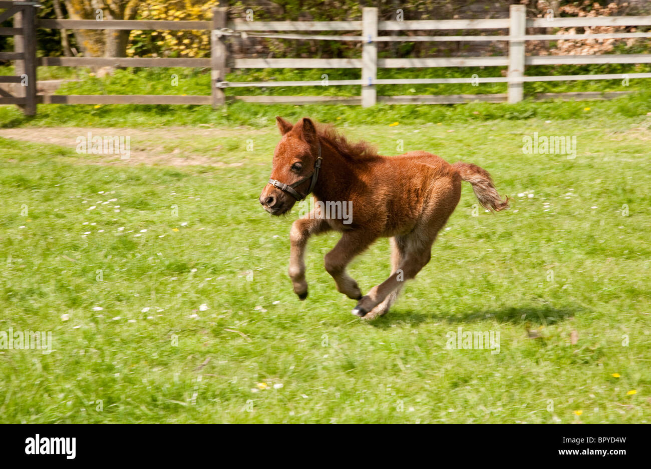 Young pony -Fotos und -Bildmaterial in hoher Auflösung – Alamy