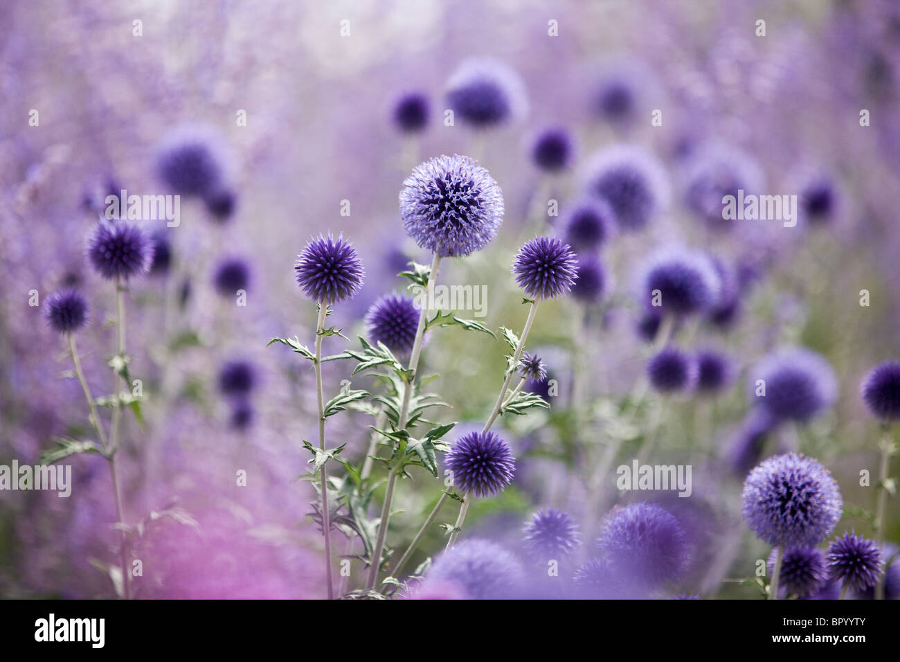 Lila disteln -Fotos und -Bildmaterial in hoher Auflösung – Alamy