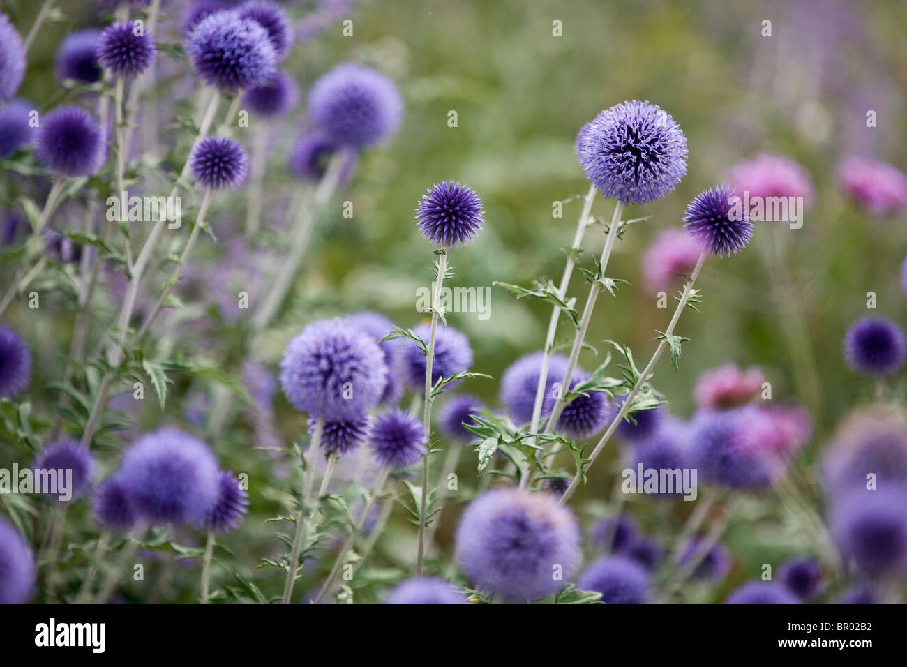 Lila kugel disteln -Fotos und -Bildmaterial in hoher Auflösung – Alamy