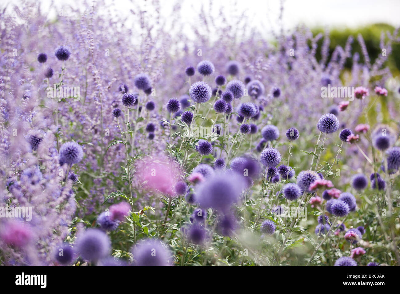 Lila disteln -Fotos und -Bildmaterial in hoher Auflösung – Alamy