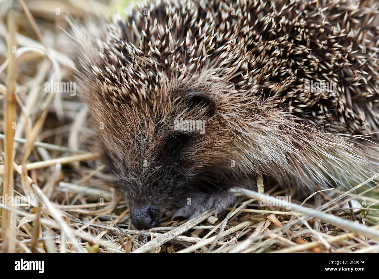 Baby igel -Fotos und -Bildmaterial in hoher Auflösung – Alamy