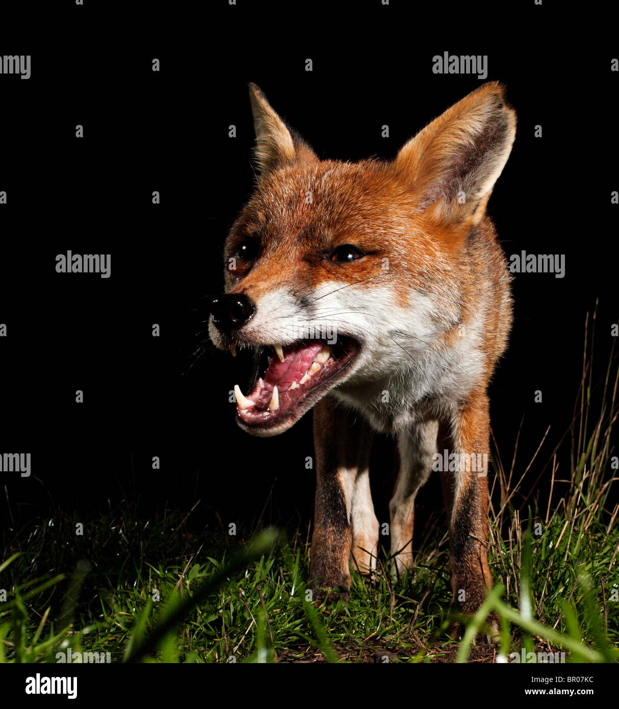 Angry red fox close up -Fotos und -Bildmaterial in hoher Auflösung – Alamy