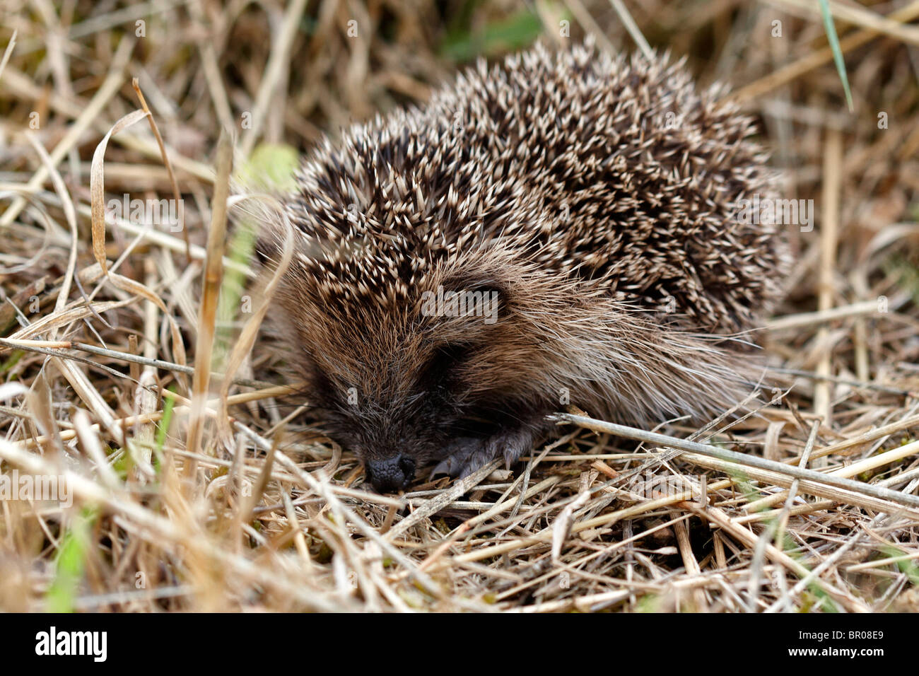 Igel klein -Fotos und -Bildmaterial in hoher Auflösung – Alamy
