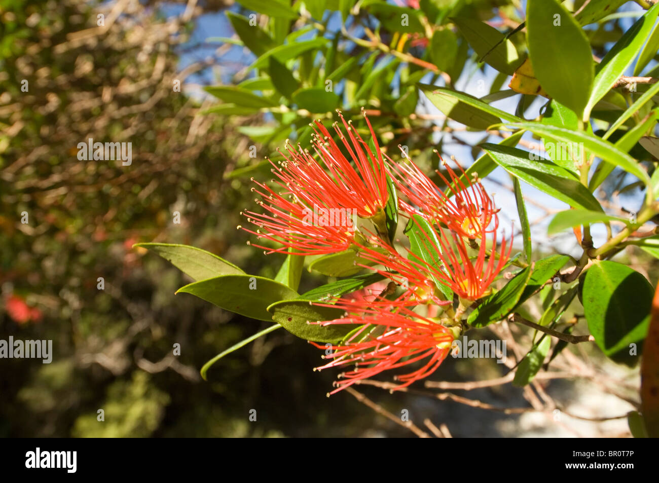 Neuseeland, Südinsel, Arthurs Pass Nationalpark. Blühende Southern Rata ...
