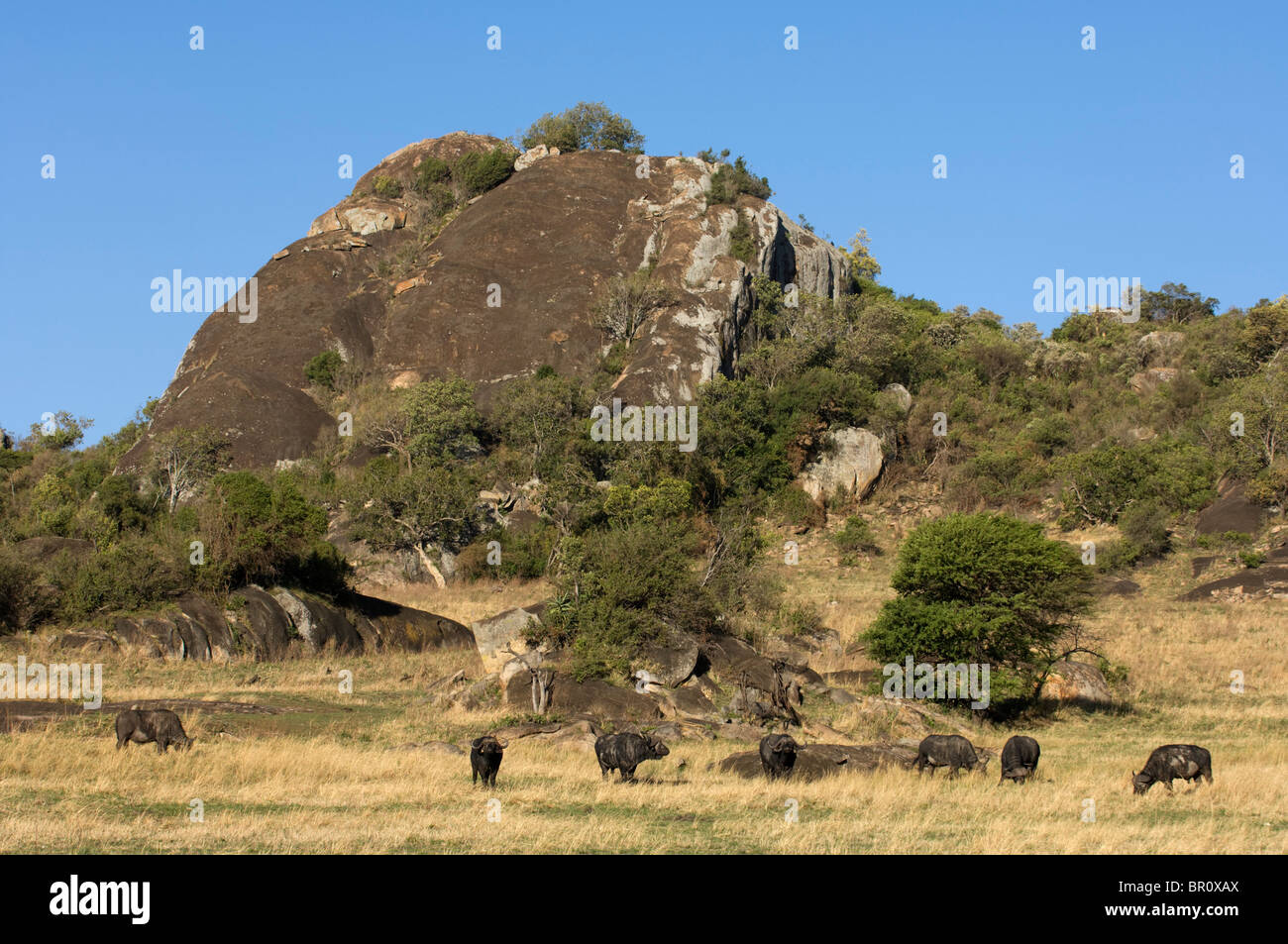 African Buffalo Syncerus Serengeti Tanzania Stockfotos und -bilder ...
