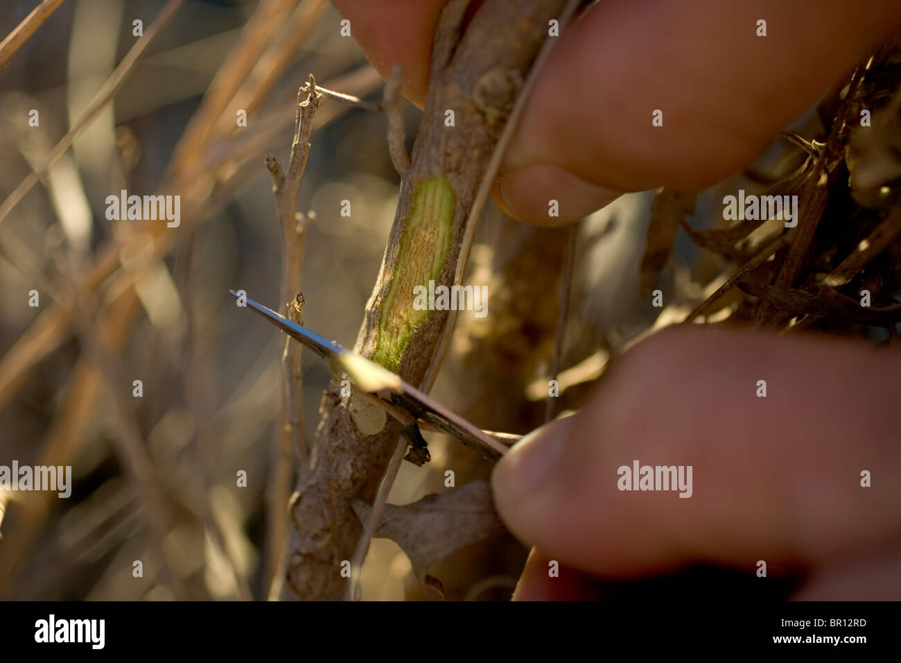 Die Rinde der Guayule-Strauch enthält Latex rubber Stockfotografie - Alamy