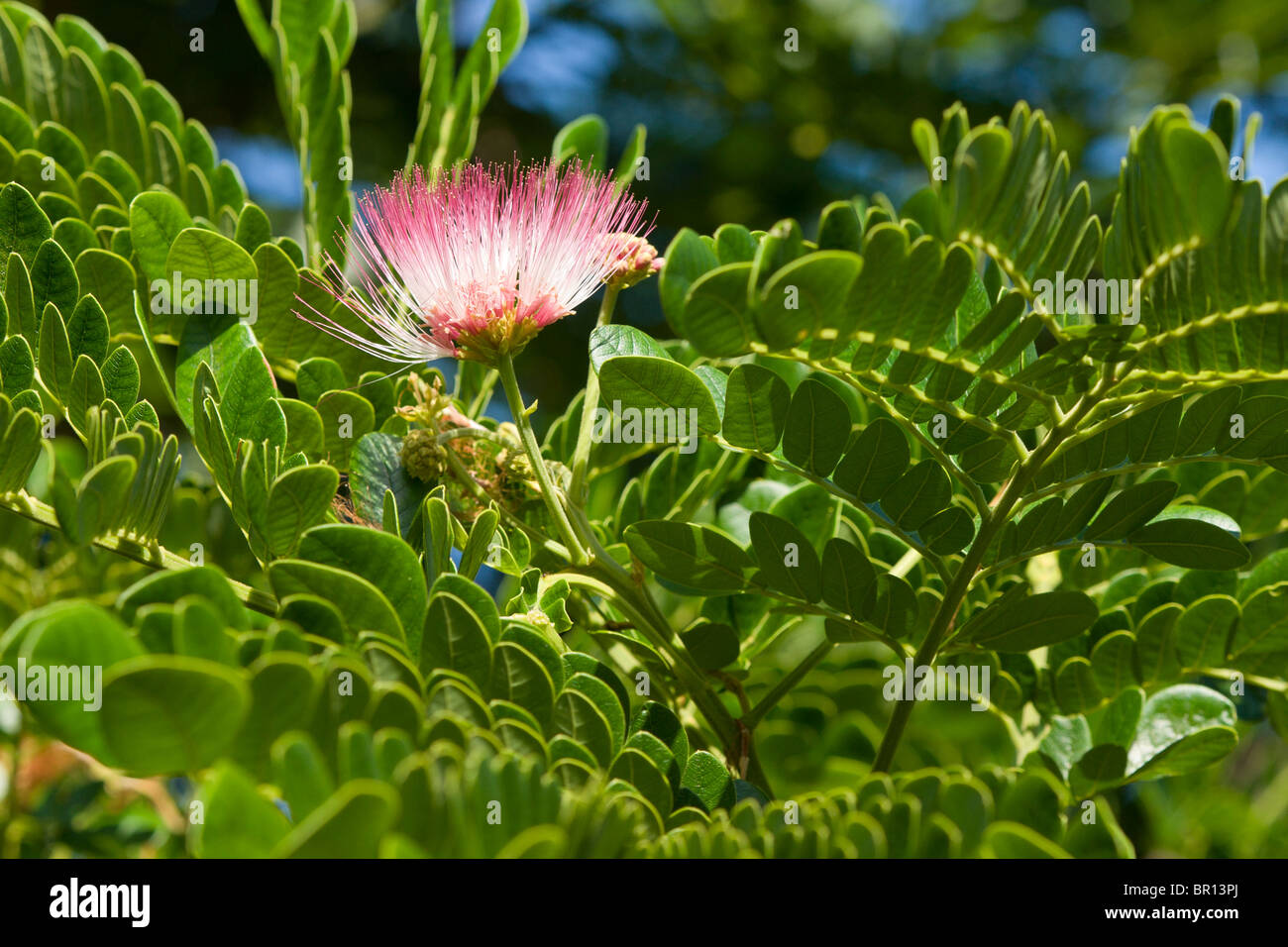 Ohia lehua Stockfotos und -bilder Kaufen - Alamy