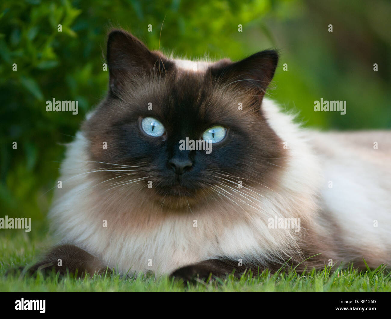 Rag doll cat ragdoll -Fotos und -Bildmaterial in hoher Auflösung – Alamy