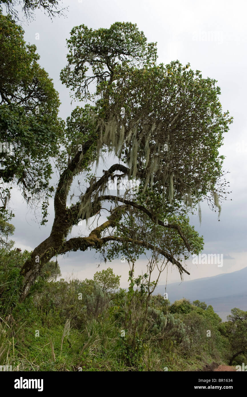 Olmoti Krater Ngorongoro Conservation Area, Tansania Stockfotografie ...