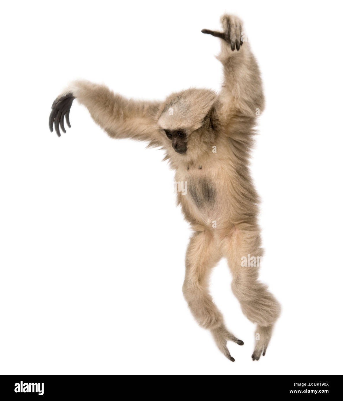 Primate animal monkey jumping -Fotos und -Bildmaterial in hoher ...