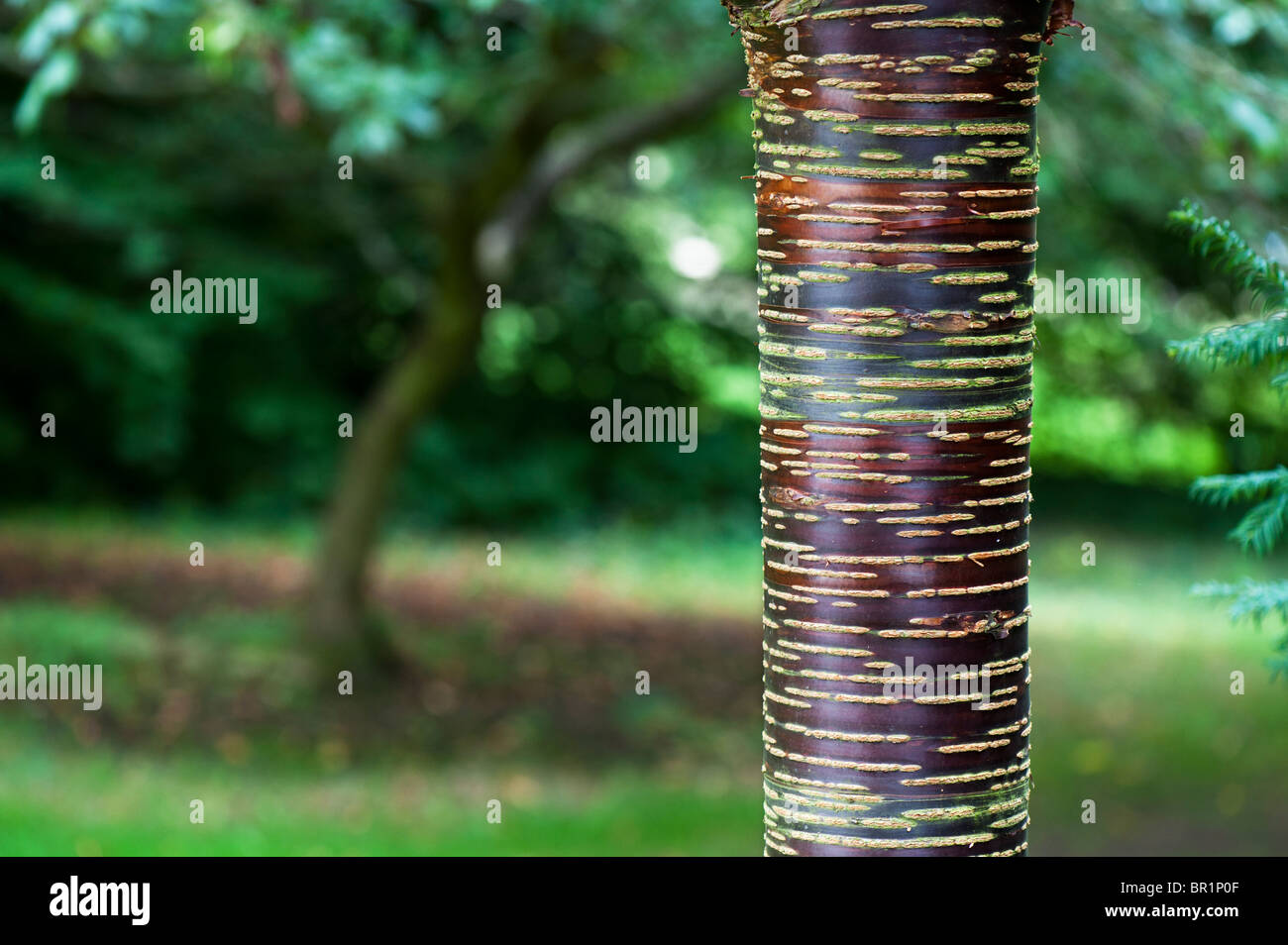 Cherry tree bark -Fotos und -Bildmaterial in hoher Auflösung – Alamy