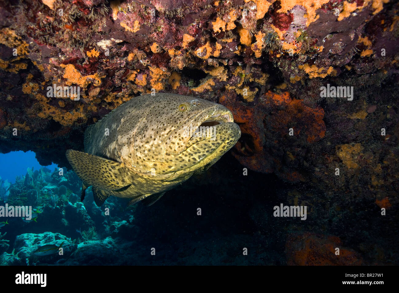 Goliath-Zackenbarsch (Epinephelus Itajara), Florida Keys National ...