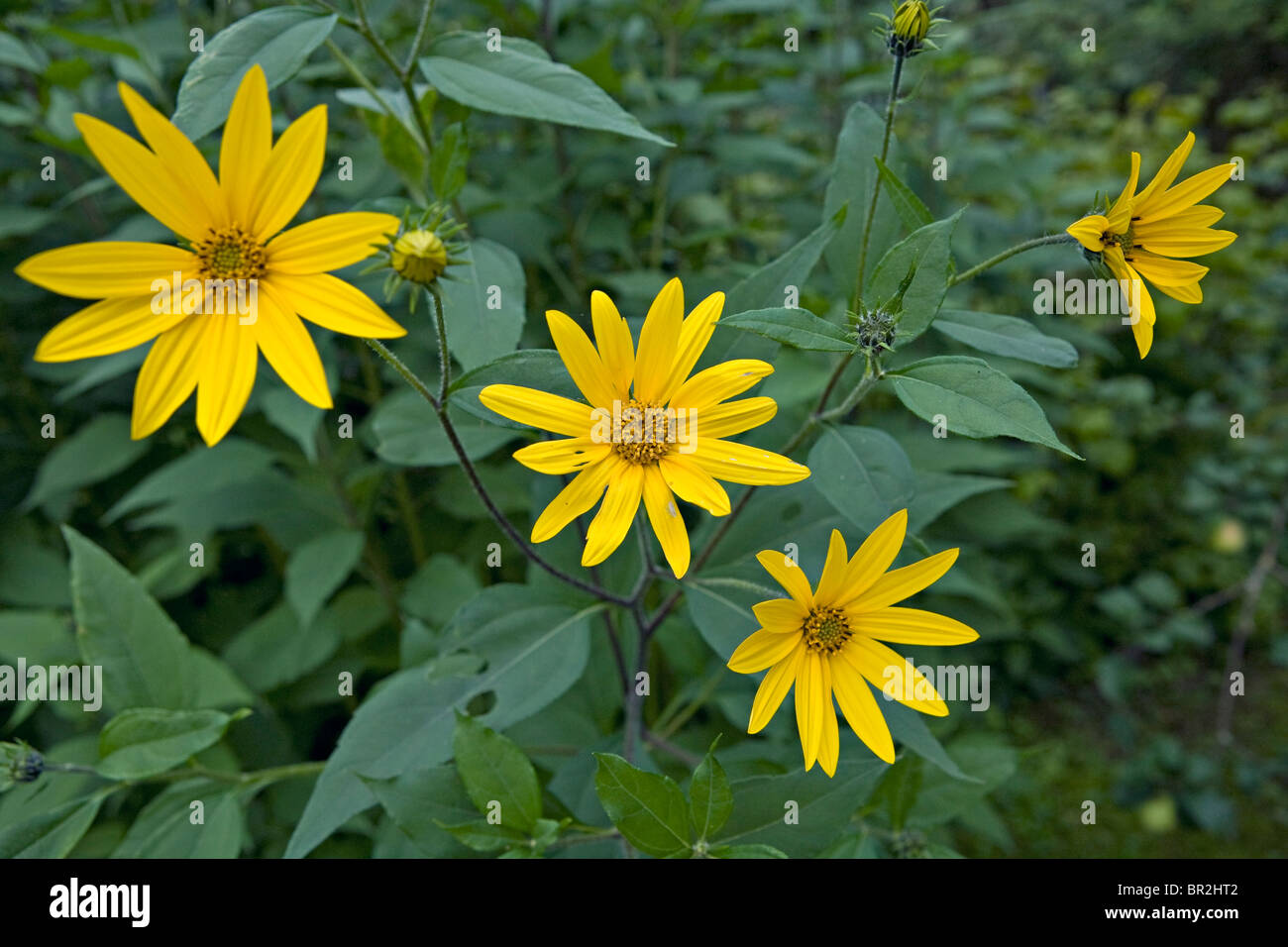 Topinambur Helianthus Tuberosus Blumen in Nahaufnahme Stockfotografie ...