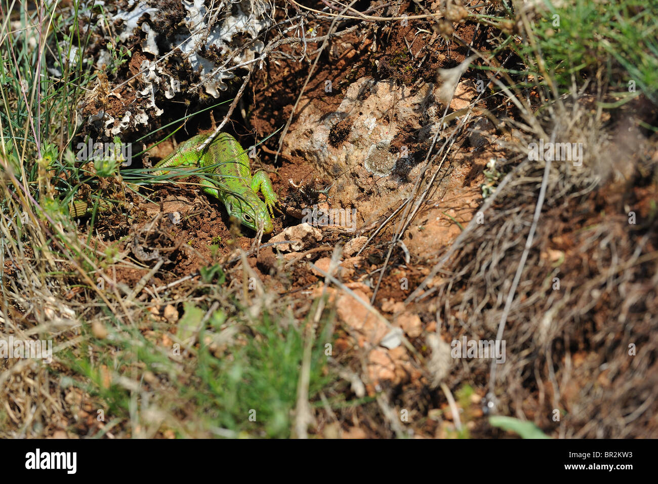 Eidechse eier -Fotos und -Bildmaterial in hoher Auflösung – Alamy
